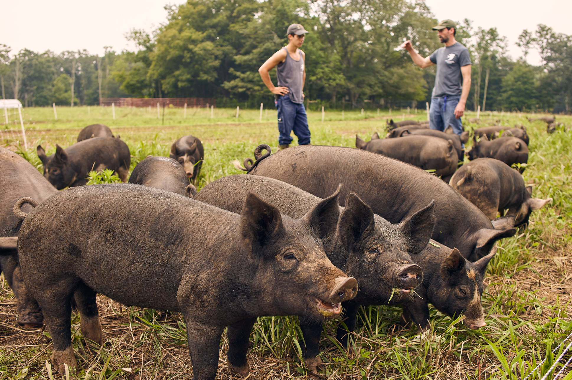 Online Store – Wild Harmony Farm