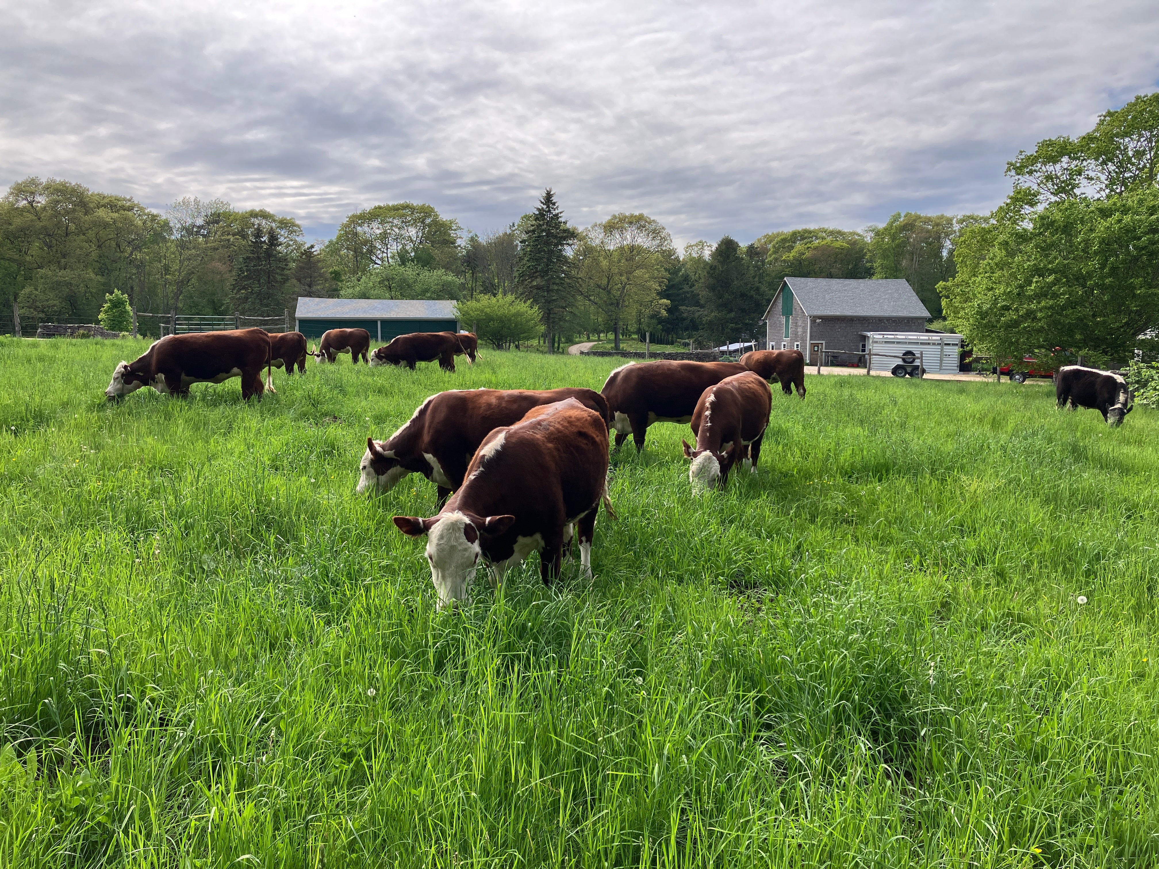 Online Store – Wild Harmony Farm