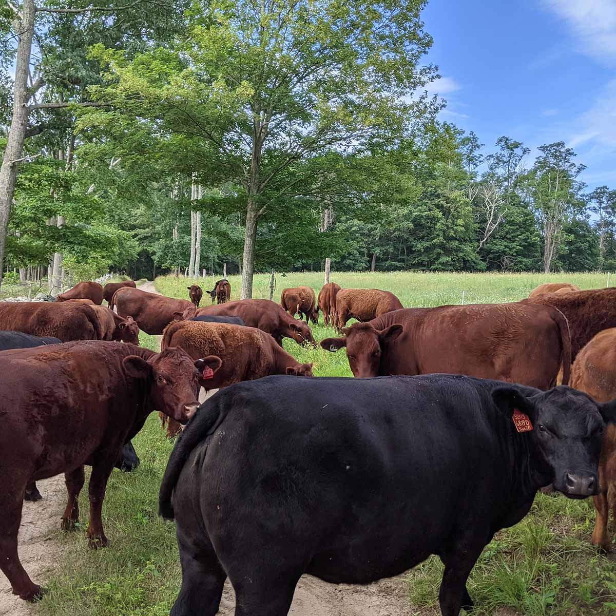 100% Grass-fed Beef – Wild Harmony Farm