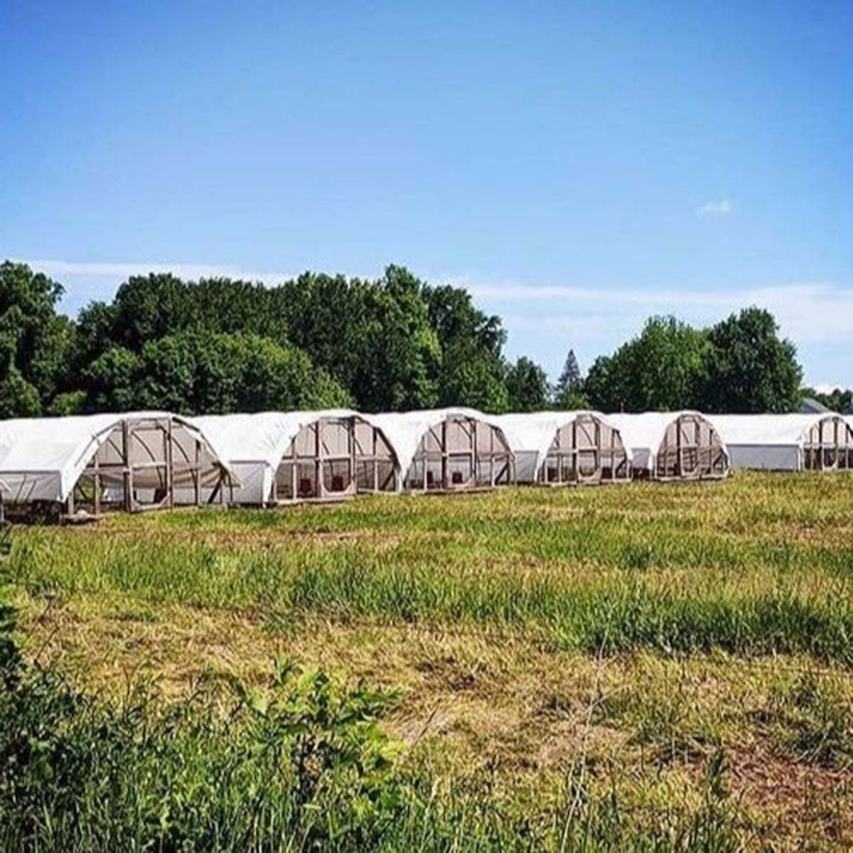 Local Pasture-raised Chicken – Wild Harmony Farm