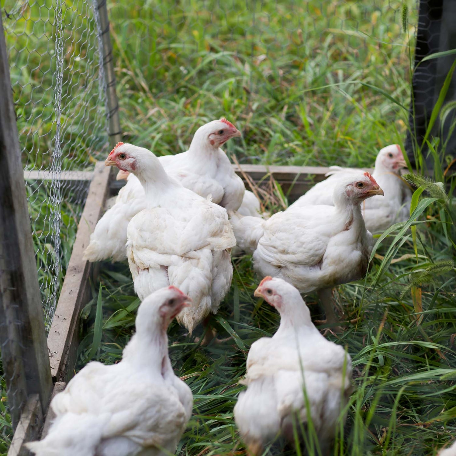 Local Pasture-raised Chicken – Wild Harmony Farm